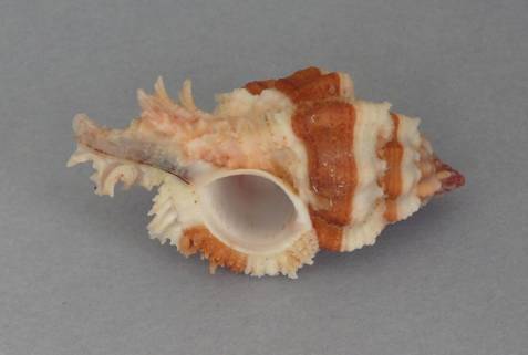 shellauction.net :: Chicomurex venustulus - 3636107