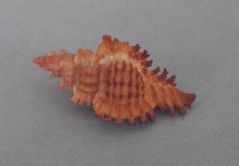 shellauction.net :: Chicoreus strigatus - 3636111