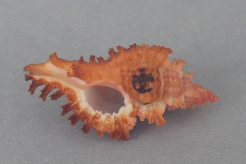 shellauction.net :: Chicoreus strigatus - 3636111