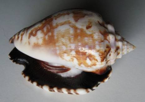 shellauction.net :: Lentigo pipus - 3636113