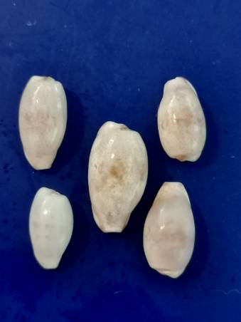 shellauction.net :: Cypraea purpuradusta microdon - 3636128