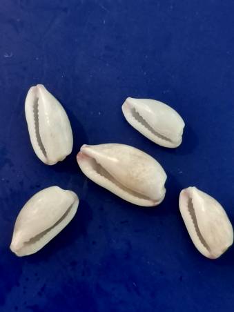 shellauction.net :: Cypraea purpuradusta microdon - 3636128