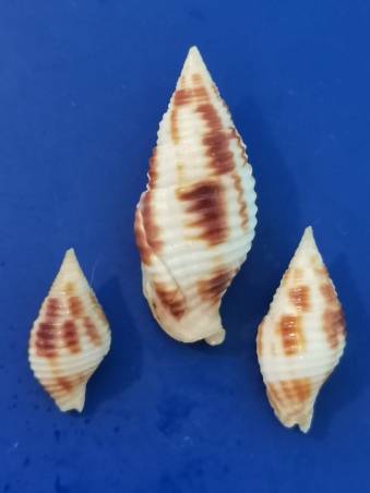 shellauction.net :: Mitra nebularia chrysostoma - 3636130