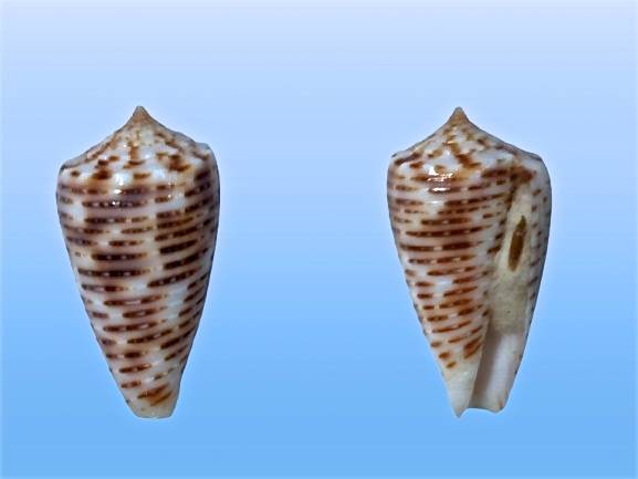 shellauction.net :: Conus proximus - 3636138