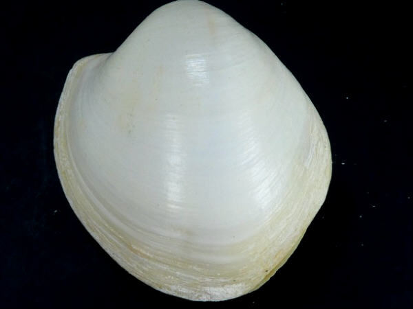 shellauction.net :: Pitar prora - 3636144