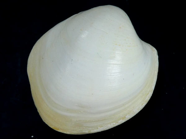 shellauction.net :: Pitar prora - 3636144