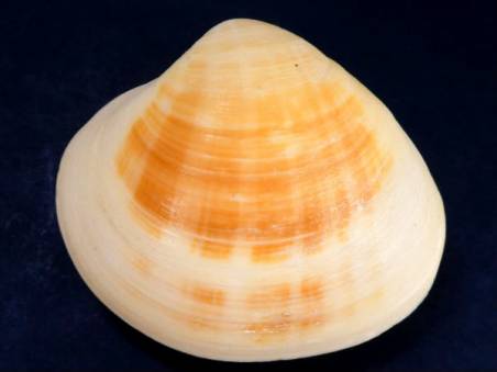 shellauction.net :: Pitar affinis - 3636150