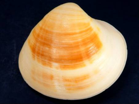 shellauction.net :: Pitar affinis - 3636150