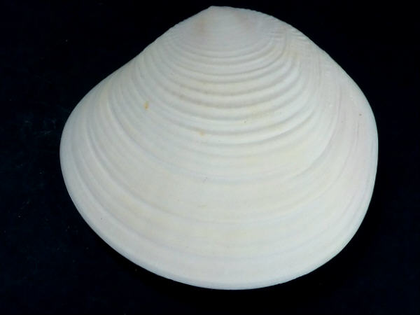 shellauction.net :: Circe rivularis - 3636155