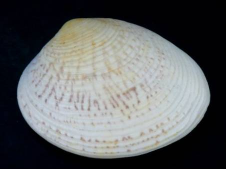 shellauction.net :: Katelysia rhytophora - 3636161