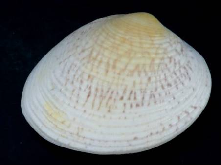 shellauction.net :: Katelysia rhytophora - 3636161