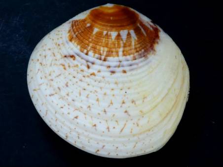 shellauction.net :: Circe tumefacta - 3636164