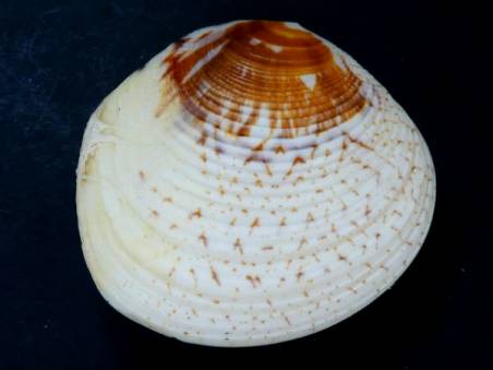 shellauction.net :: Circe tumefacta - 3636164