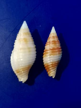 shellauction.net :: Mitra pseudonebularia lienardi - 3636175