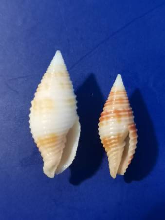 shellauction.net :: Mitra pseudonebularia lienardi - 3636175