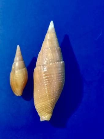 shellauction.net :: Mitra strigatella coffea - 3636179