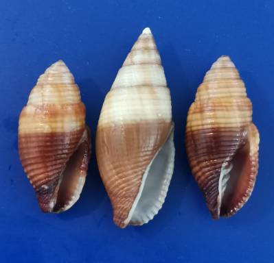 shellauction.net :: Mitra strigatella aurantia - 3636217