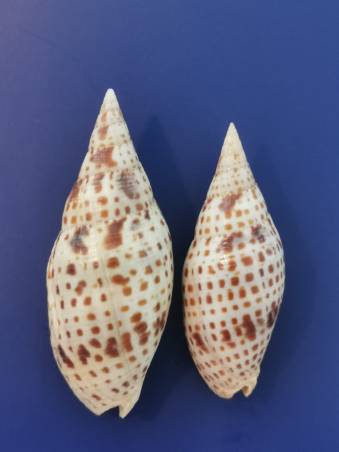 shellauction.net :: Mitra quasimitra cardinalis - 3636222