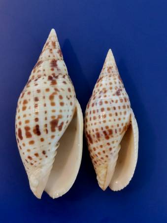 shellauction.net :: Mitra quasimitra cardinalis - 3636222