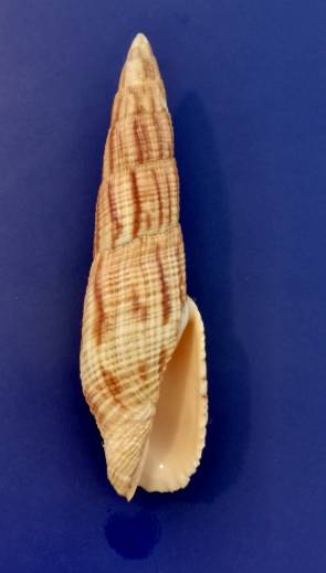 shellauction.net :: Mitra nebularia incompta - 3636245