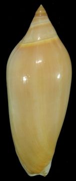 shellauction.net :: Amoria molleri - 3636289