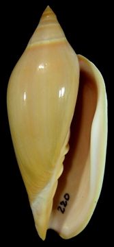 shellauction.net :: Amoria molleri - 3636289