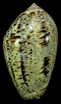 shellauction.net :: Oliva incrassata - 3636292