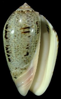 shellauction.net :: Oliva incrassata - 3636292