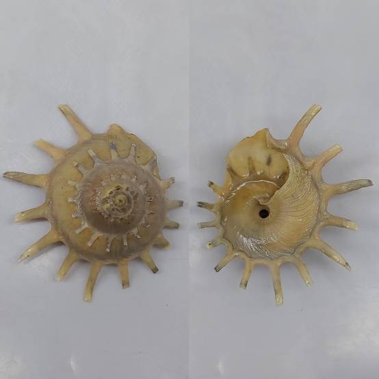 shellauction.net :: Stellaria solaris - 3636511