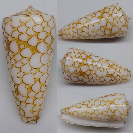 shellauction.net :: Conus nobilis - 3636532