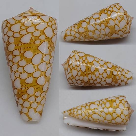 shellauction.net :: Conus nobilis - 3636534