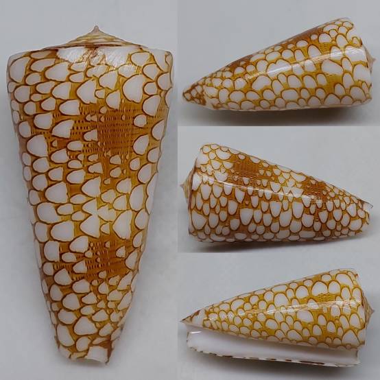 shellauction.net :: Conus nobilis - 3636538