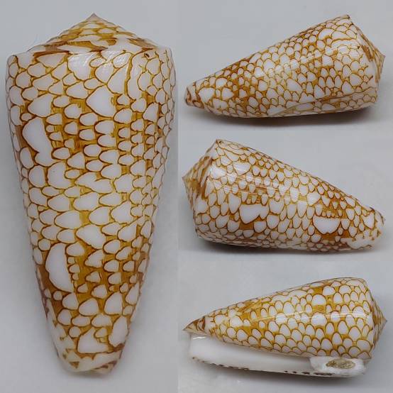 shellauction.net :: Conus nobilis - 3636540