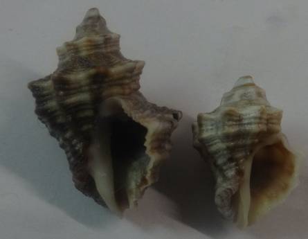 shellauction.net :: Indothais javanica - 3636585