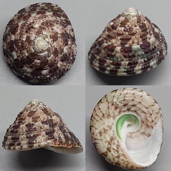 shellauction.net :: Trochus sp. - 3636604