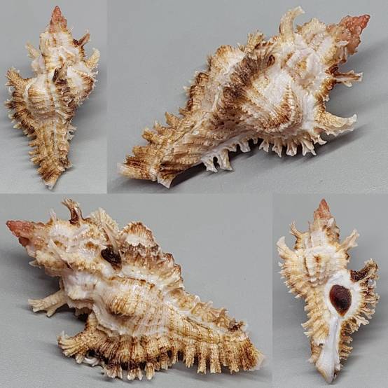 shellauction.net :: Chicoreus sp. - 3636630