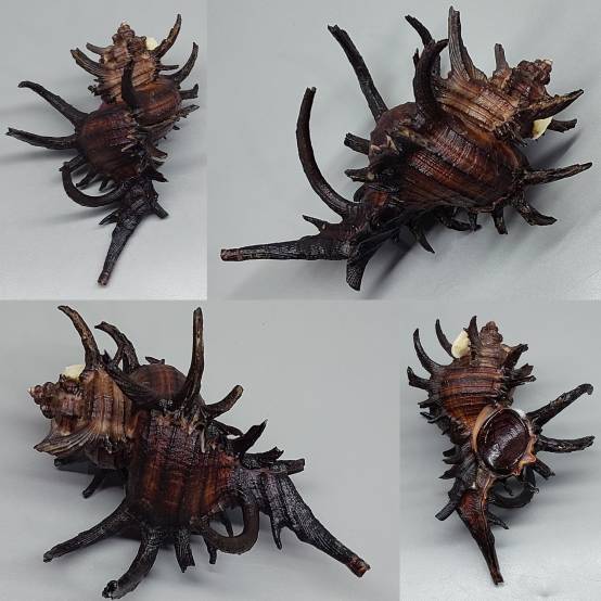 shellauction.net :: Chicoreus cornucervi - 3636638