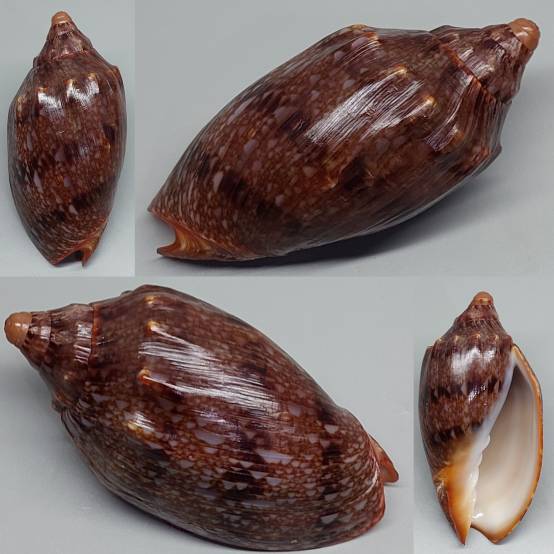 shellauction.net :: Cymbiola innexa - 3636647