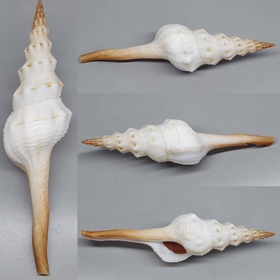 shellauction.net :: Fusinus forceps - 3636656