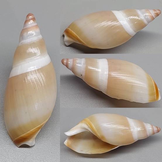 shellauction.net :: Ancillista cingulata - 3636659