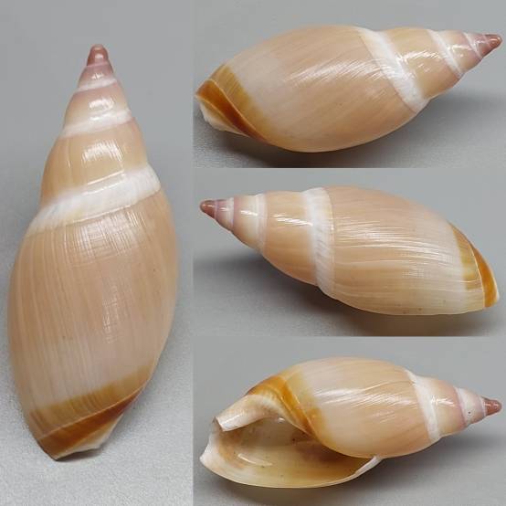 shellauction.net :: Ancillista cingulata - 3636660