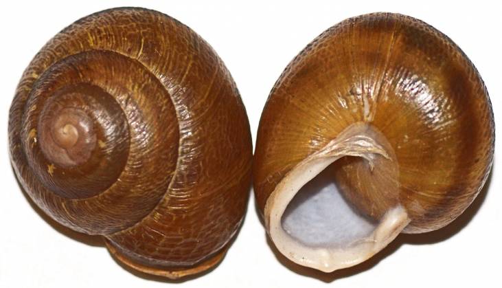 shellauction.net :: Hemicycla bidentalis - 3636666