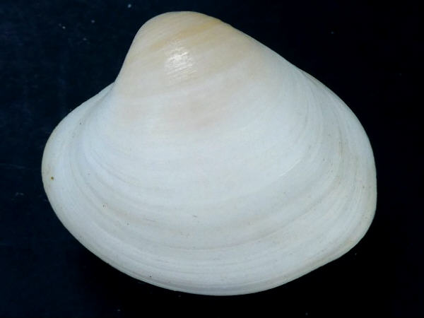 shellauction.net :: Pitar japonicus - 3636675