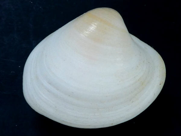 shellauction.net :: Pitar japonicus - 3636675