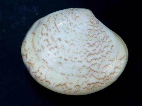 shellauction.net :: Sunetta perexcavata - 3636678