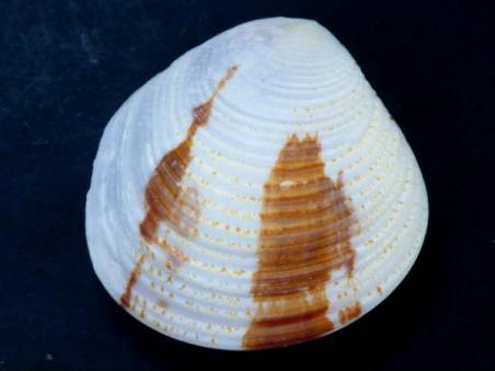 shellauction.net :: Circe scripta - 3636680