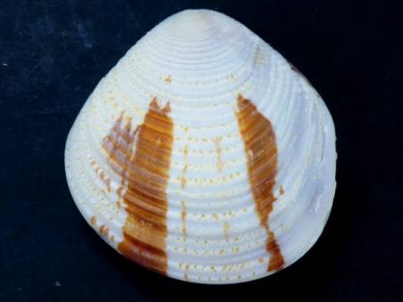 shellauction.net :: Circe scripta - 3636680