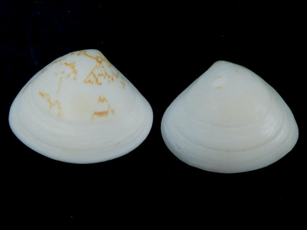 shellauction.net :: Gomphina undulosa - 3636685