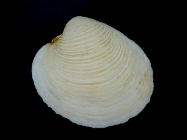 shellauction.net :: Venus nux - 3636695