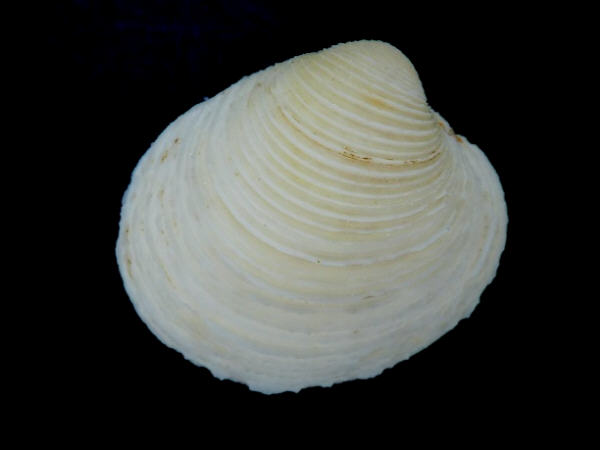 shellauction.net :: Venus nux - 3636695